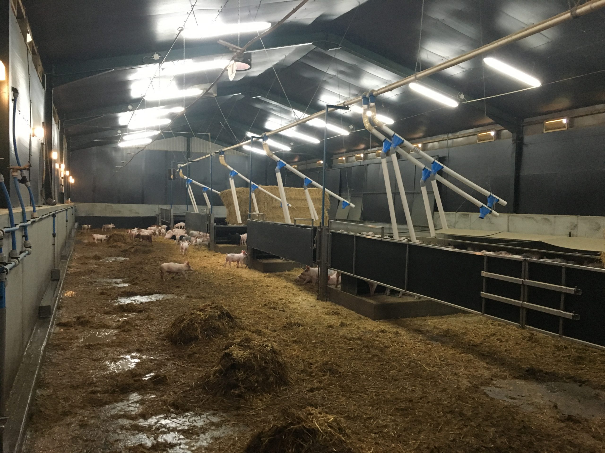 Energy-saving Opportunities for Pig Farmers - RIDBA